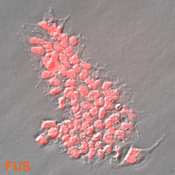 HEK293 FUS Knockout Human Cell Line | SCC292